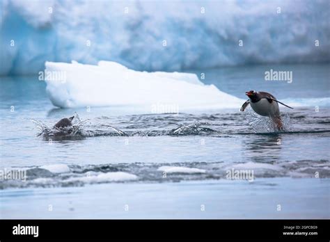 Gentoo Penguins Pygoscelis Papua Swim And Diving In The Water Stock
