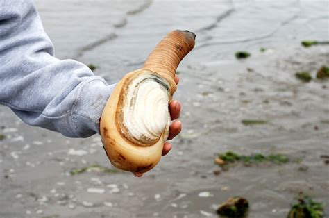 A History Of Puget Sounds Boss Clam Encyclopedia Of Puget Sound