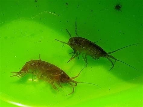 Larves Ou Insectes Aquatiques Forum Jardinage