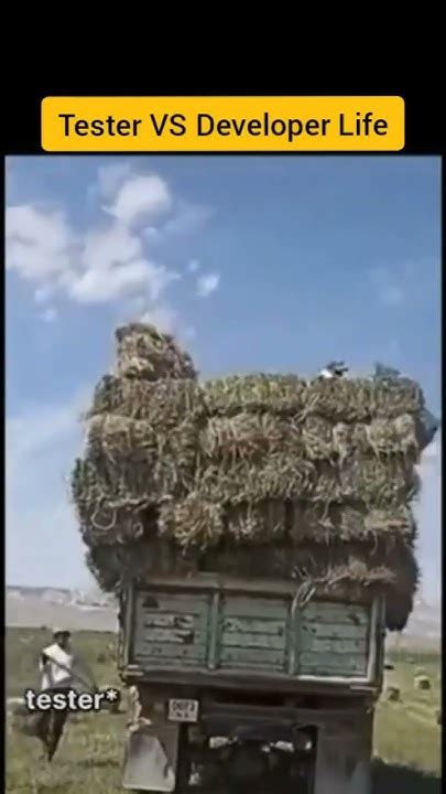 tester vs developer life tester vs programmer life funny memes