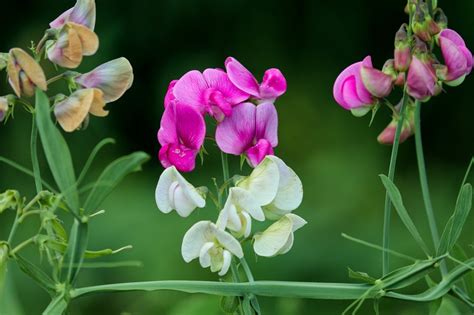 Sweet Pea Flower How To Care For Sweet Peas