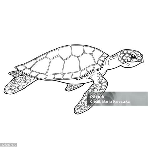 바다거북 검은 색과 흰색 이미지 상세한 프리핸드 드로잉 수영 거북이의 측면 보기 색칠 공부 벽지 장식 에코 배너 환경 보존