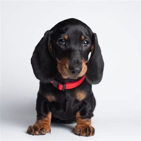 Dapple Dachshund Puppies For Sale All Dachshund