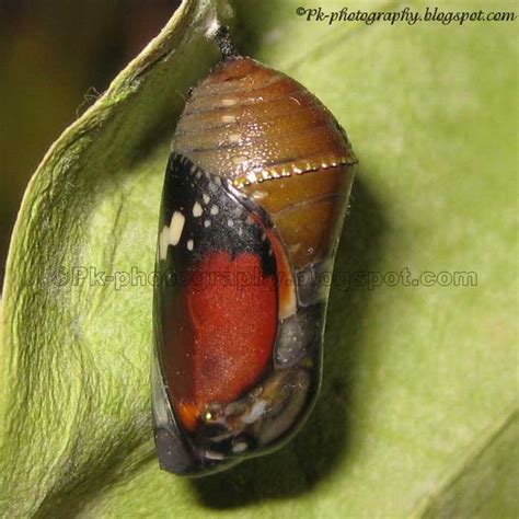 Tabanidae Pupa