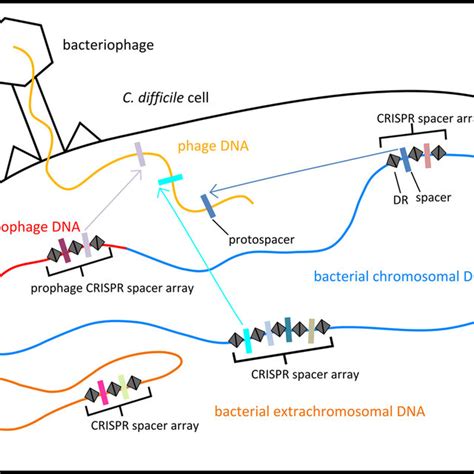 Locations Of Crispr Arrays On Prophage Genomes And Spacer Content A