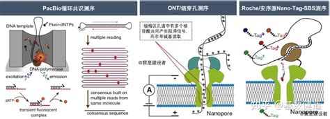 凭底层芯片优势破风起航，安序源能否扛起新型纳米孔测序路线的这杆大旗？ 知乎