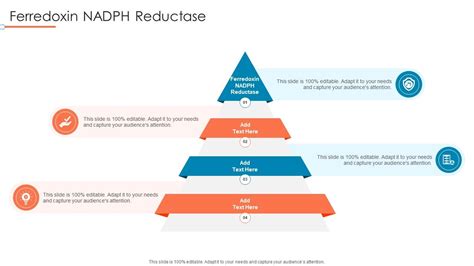 Ferredoxin Nadph Reductase In Ppt Powerpoint Presentation Slide Templates Cpp