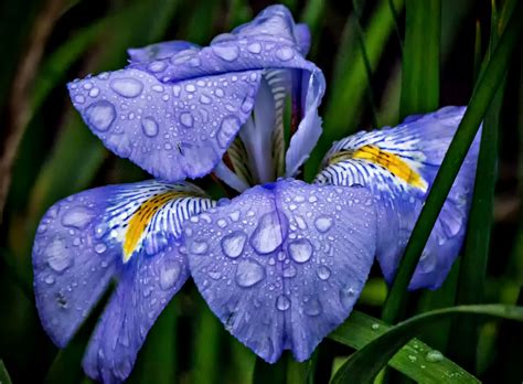 Пазл голубой ирис - разгадать онлайн из раздела "Цветы" бесплатно