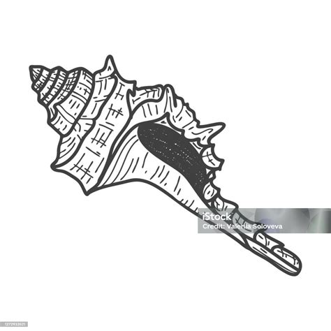 손으로 그린 조개 조개 나 달팽이의 빈 나선형 단단한 껍질 스케치 스타일 새겨진 드로잉 흰색 배경에 격리 된 흑백 그림 가리비에 대한 스톡 벡터 아트 및 기타 이미지