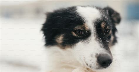 눈 덮인 겨울 공원에서 직접 손에 귀여운 겁에 질린 개 대피소에서 작은 흑백 강아지를 껴안고 있는 사람들 채택 개념입니다 길 잃은 솜털 강아지 사진 Unsplash