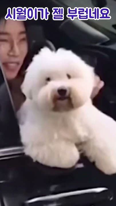 시월이가 젤 부럽네요 임영웅 Youtube