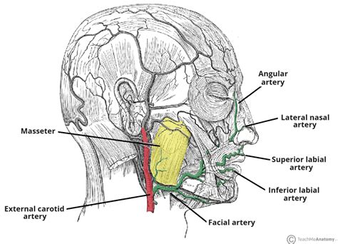 Arterial Supply To The Face Course Branches Teachmeanatomy