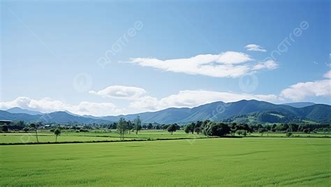 들판이 있는 넓은 녹색 들판 나무 들판 산 배경 일러스트 및 사진 무료 다운로드 Pngtree