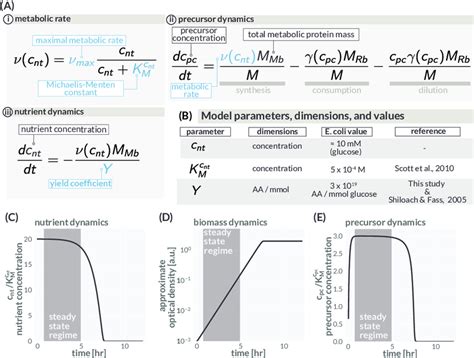 Figure Supplement 2 Precursor Synthesis And Growth When Nutrients Are