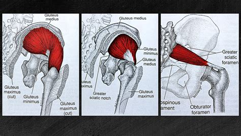 Gluteus Minimus And Piriformis Stretches