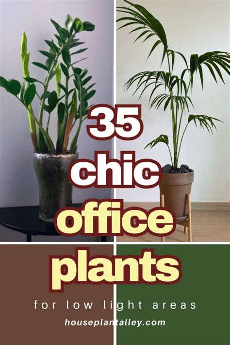Low Light Office Plants Top Indoor Picks For Windowless Workspaces