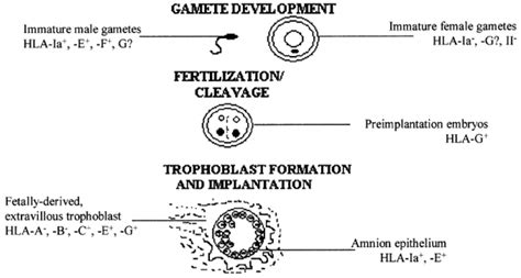 HLA Expression Varies Throughout Pregnancy And Controversy Surrounds Download Scientific