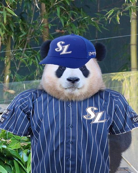 어디서 본건데 푸바오 삼성 유니폼 어울린다 인스티즈 Instiz 야구 카테고리