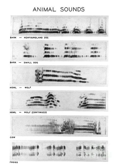 Discover 10 Spectrogram And Sound Art Ideas Visualisation Joy Discover 10 Spectrogram And Sound Art Ideas Visualisation Joy
