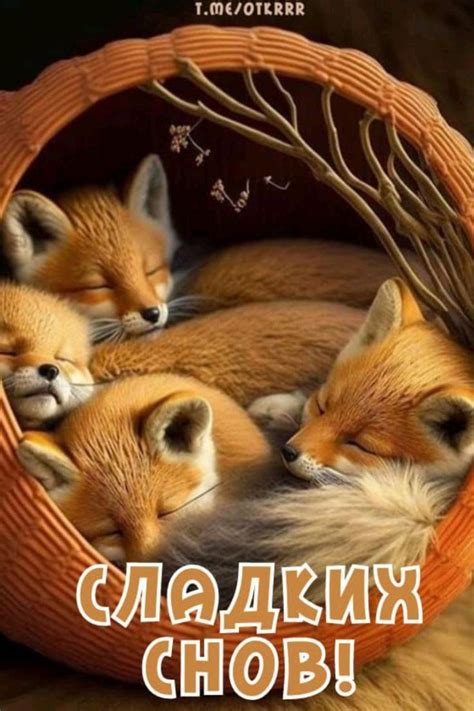 Пин от пользователя Алексей Oldnagger на доске Милая лисичка Лисята Самые милые животные