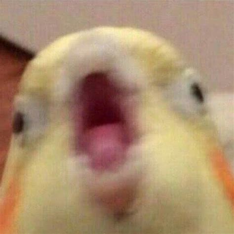 Create Meme Memes With Parrots Triggered Parrot Meme Parrot Memes Pictures Meme
