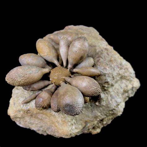 Class Echinoidea Fossil