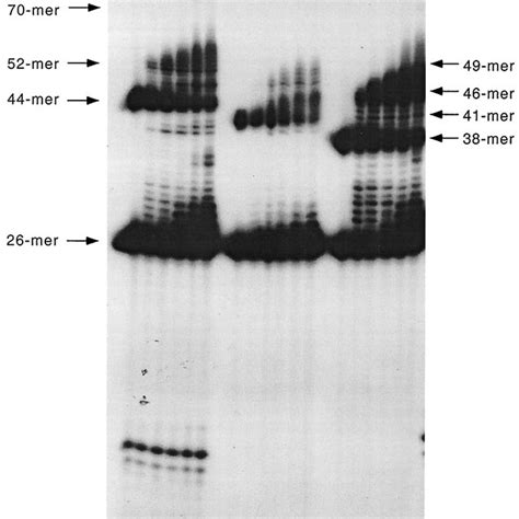Schematic Depicting Hiv 1 Reverse Transcription 3 And Cppt Processing Download Scientific