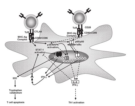 Ctla 4 And Cd28 Induce Divergent Outcomes In Dendritic Cell Maturation