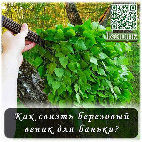 Как связать березовый веник для баньки 02 07 24 16 20 Пикабу