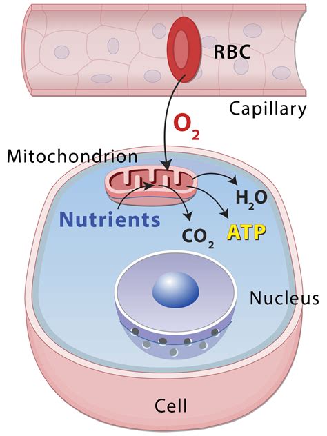 How Oxygen Supports Human Life Illustrations Human Bio Media