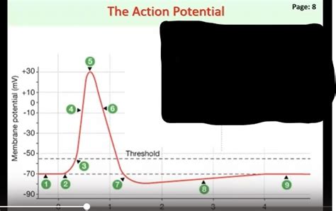 Diagram Of Human Structure And Function Ii Neurophysiology Quizlet