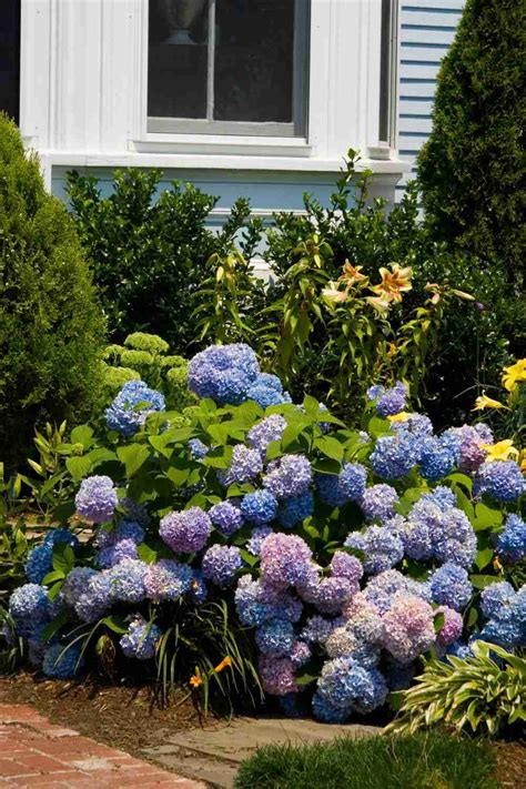 13 Dwarf Hydrangea Varieties Perfect For Small Gardens Hydrangea Love