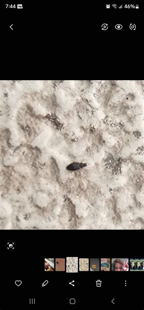 What Are These Paranoid From Past Experience R Whatsthisbug