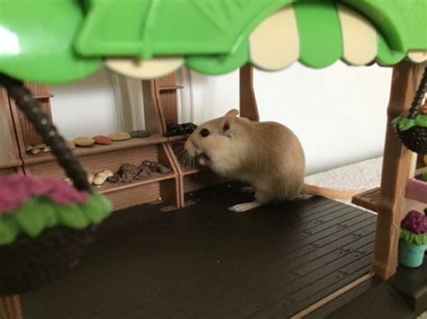 How To Tell Which Gender Your Mouse Is Rodents Amino Amino