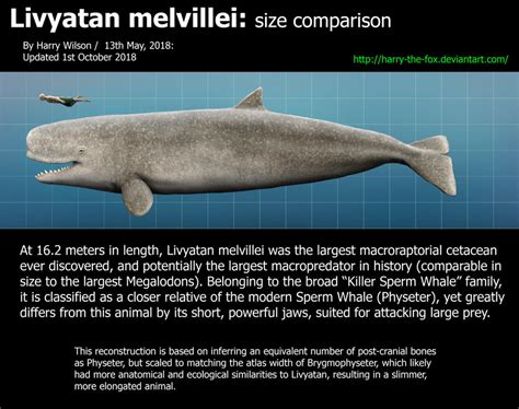 Livyatan Teeth Facts About Leviathan The Giant Prehistoric Whale