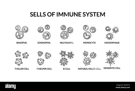 Cells Of Adaptive Immune System Human Cells With Names Scientific Microbiology Vector