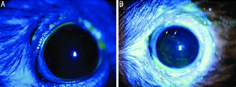 Corneal Fluorescein Sodium Staining A Corneal Epithelium Was Smooth Download Scientific