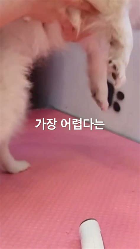 가장 어렵다는 발털 깎기 백설이 Youtube