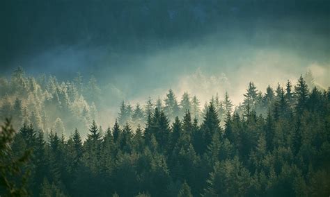 A Buffer Zone For Trees Nautilus