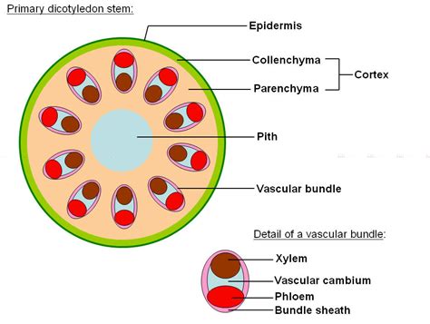 Diagram Of Internal Structure Of Dicot Stem Internal Structu