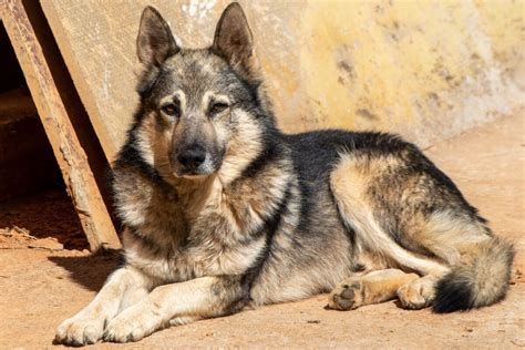 Pastor Da Mantiqueira Conheça Raça De Cachorro Que Se Destaca Pela