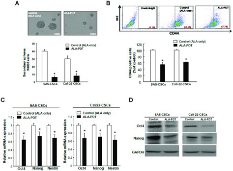 Ala Pdt Suppressed Secondary Sphere Forming Capability Cd44 Activity Download Scientific