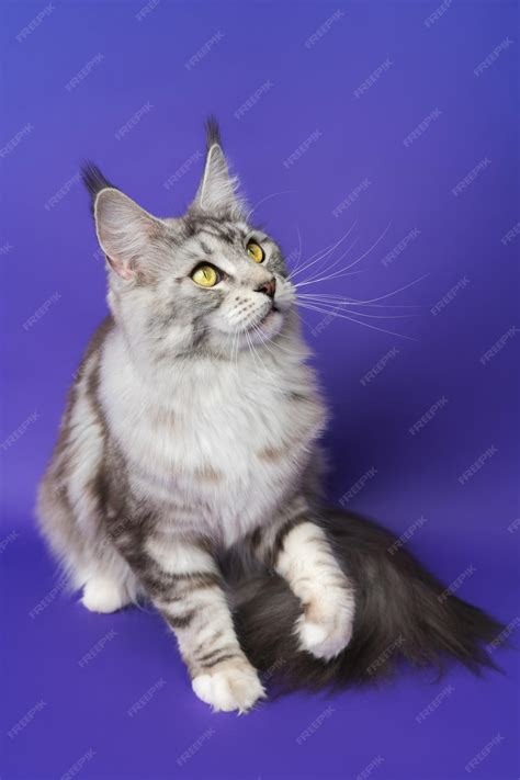 Premium Photo Playful Longhair Maine Coon Cat With Yellow Eyes