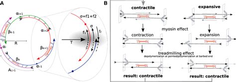 A Schematic Representation Of The Actomyosin Ring Model The Model Download Scientific
