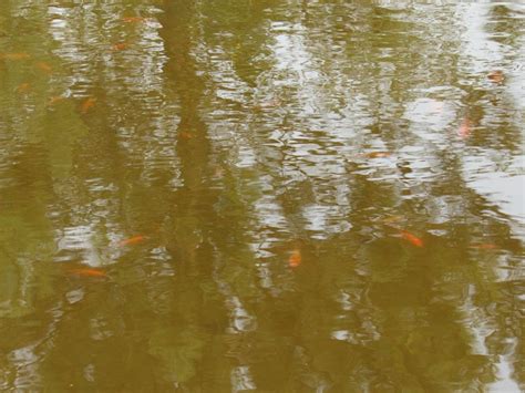 Carassius Auratus Linnaeus 1758 Biodiversidade