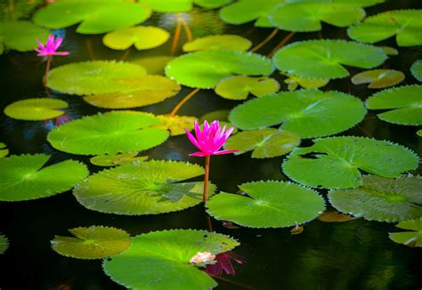 Nikon Af Nikkor 80 200mm F2 8d Ed Sample Photo Cutuvbko1p Explorecams