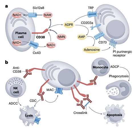 Playing It Safe Can Felzartamab Fill The Gap In Amr Treatment — Nephjc