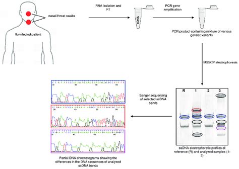 Schematic Illustration Of Influenza Virus Genotyping Via Msscp