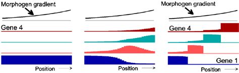 Stages In The Position Dependent Gene Activation By A Morphogen Gradient Download Scientific