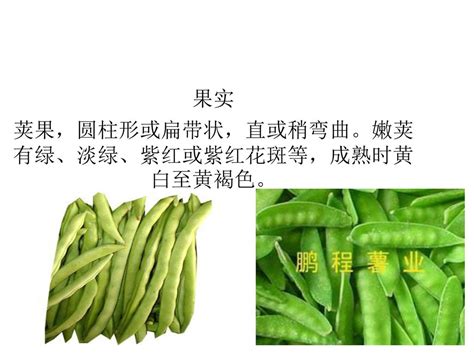 菜豆 ppt download
